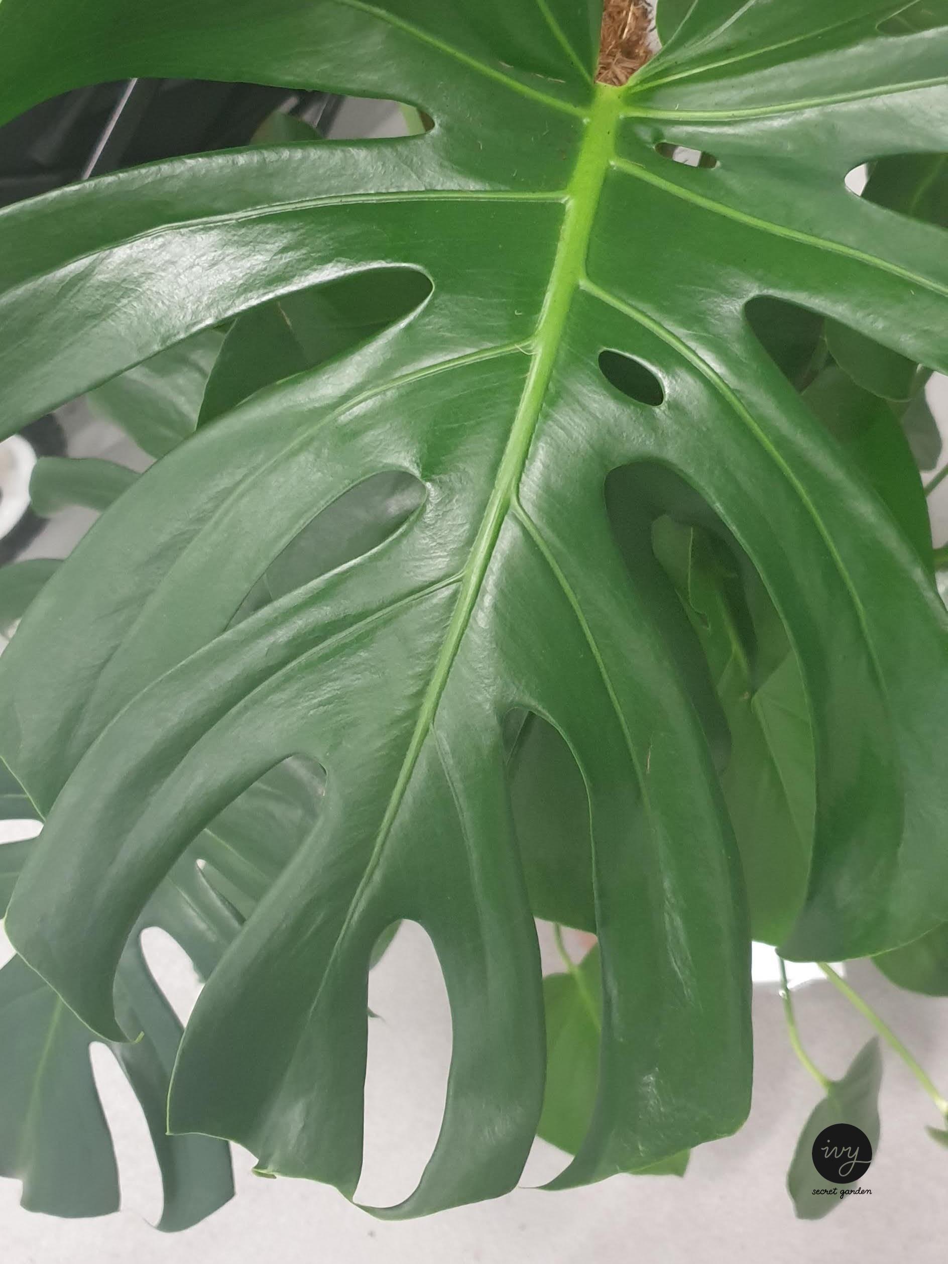 Monstera deliciosa - Swiss cheese plant - Ivy's Secret Garden